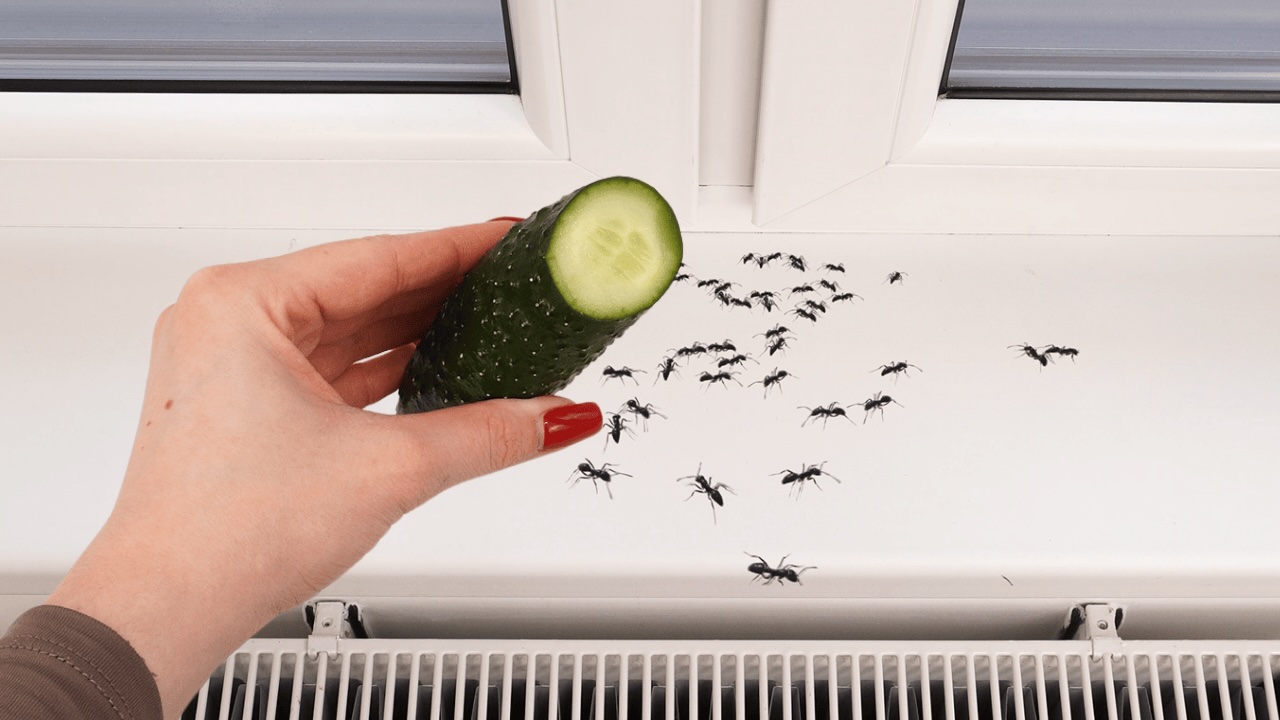 Plasterek ogórka wystarczył. W 1 noc pozbyłam się mrówek z domu